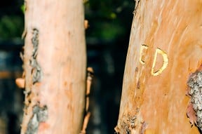 Carving Initials Into a Tree