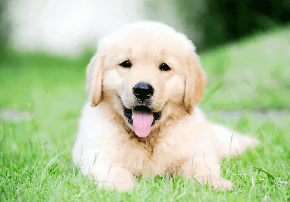 What Getting a Puppy Teaches Kids About Commitment